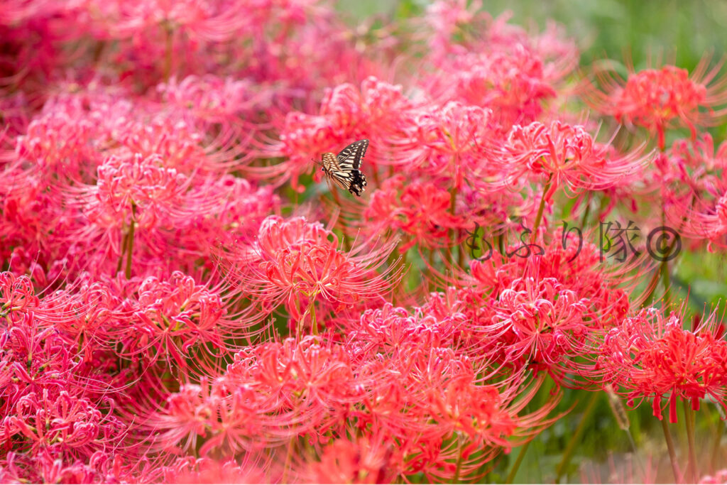 【彼岸花】逢妻女川 | 鳥が好きな旅ブログ